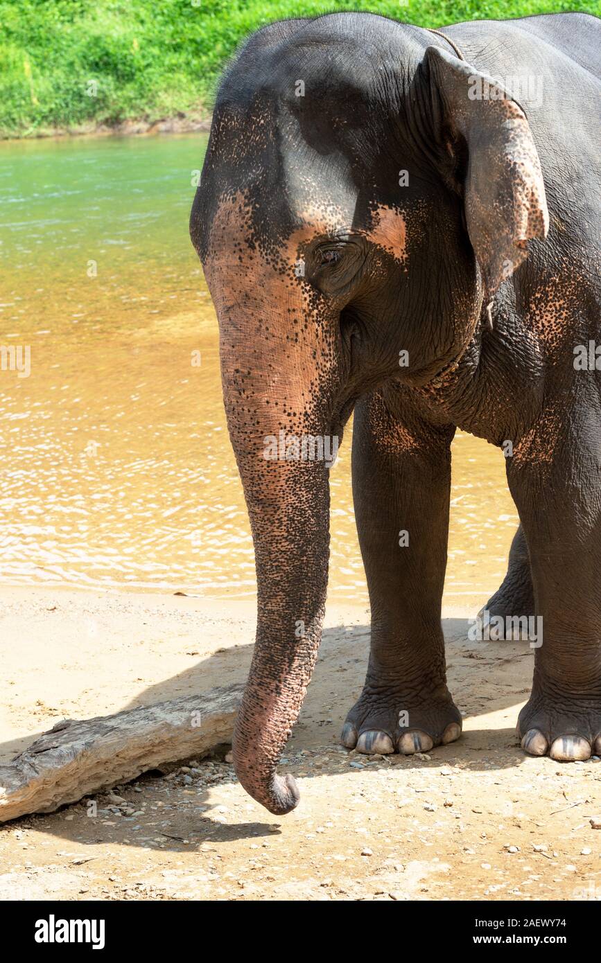 Big elephant hi-res stock photography and images - Alamy