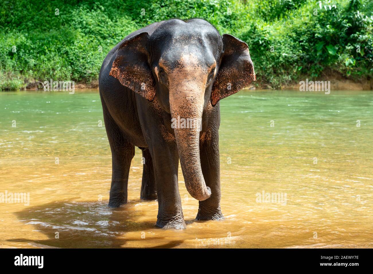 Big elephant hi-res stock photography and images - Alamy