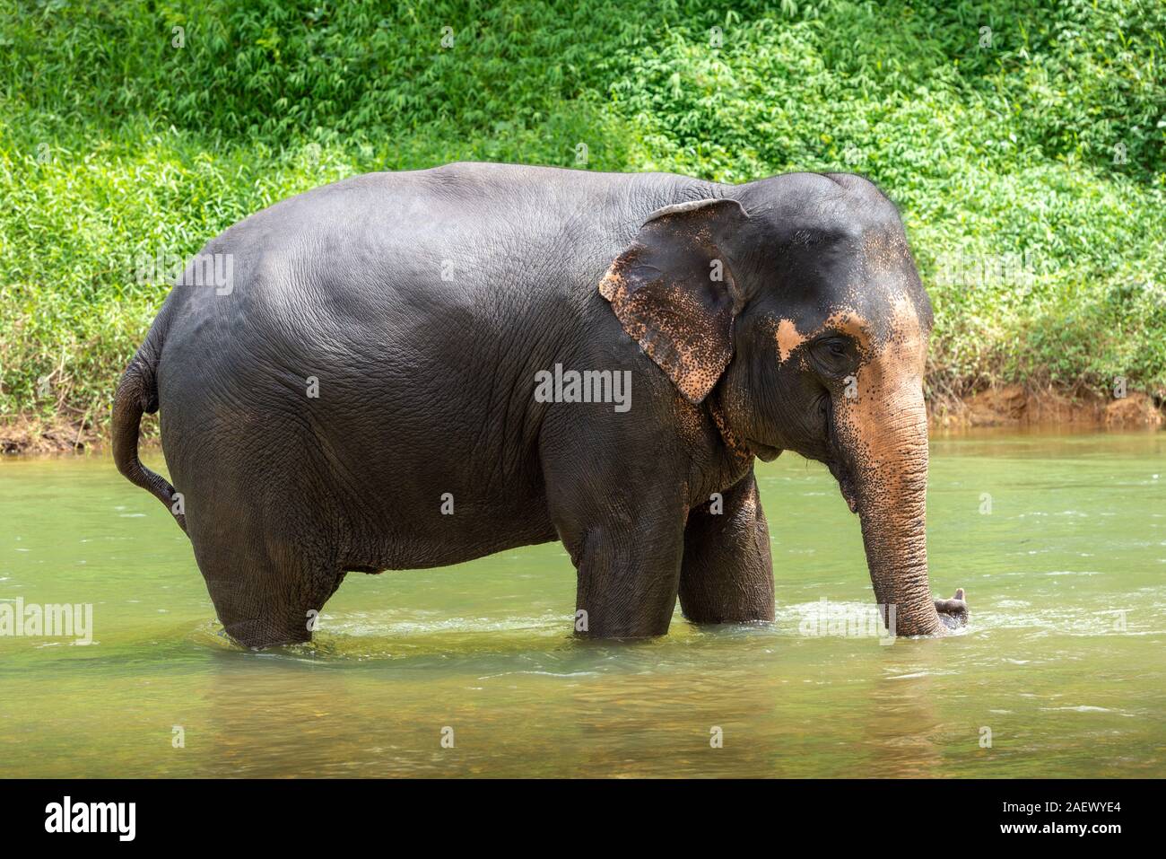 Big elephant hi-res stock photography and images - Alamy