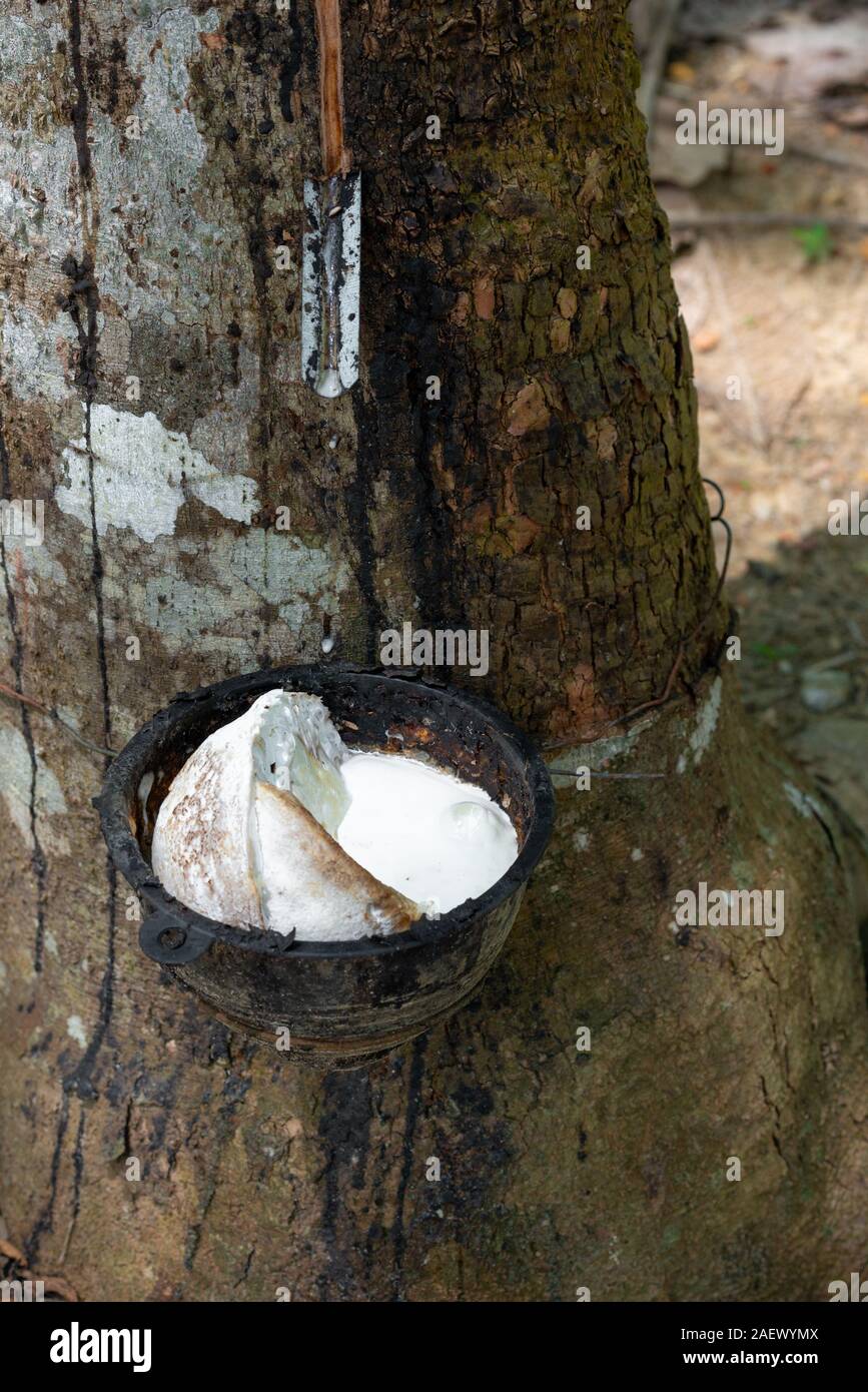Rubber latex of rubber tree closeup. Commodity, agriculture. Thailand ...