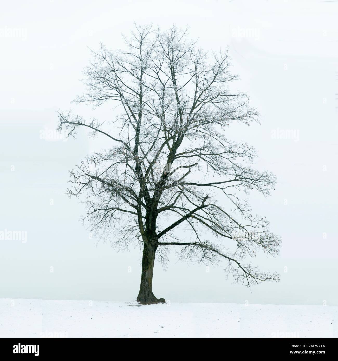 Lonely tree in winter as a symbol of loneliness, sadness and depression ...