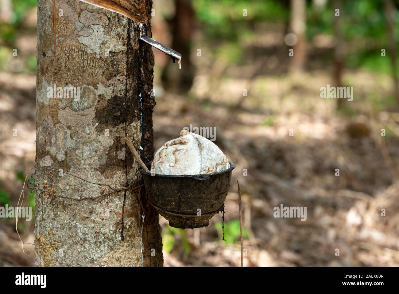 Rubber latex of rubber tree closeup. Commodity, agriculture. Thailand ...
