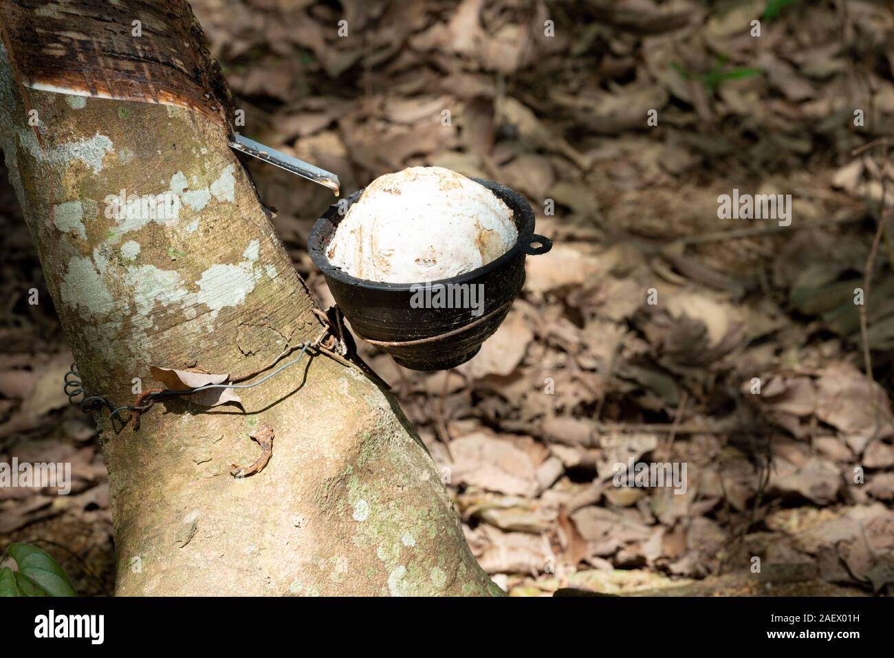Rubber latex of rubber tree closeup. Commodity, agriculture. Thailand ...