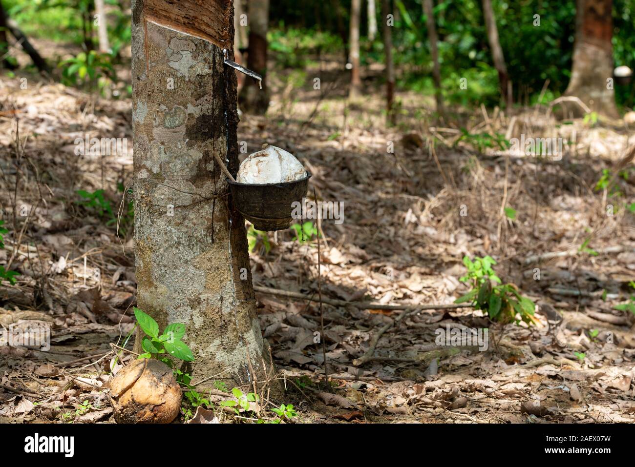 Rubber latex of rubber tree closeup. Commodity, agriculture. Thailand ...