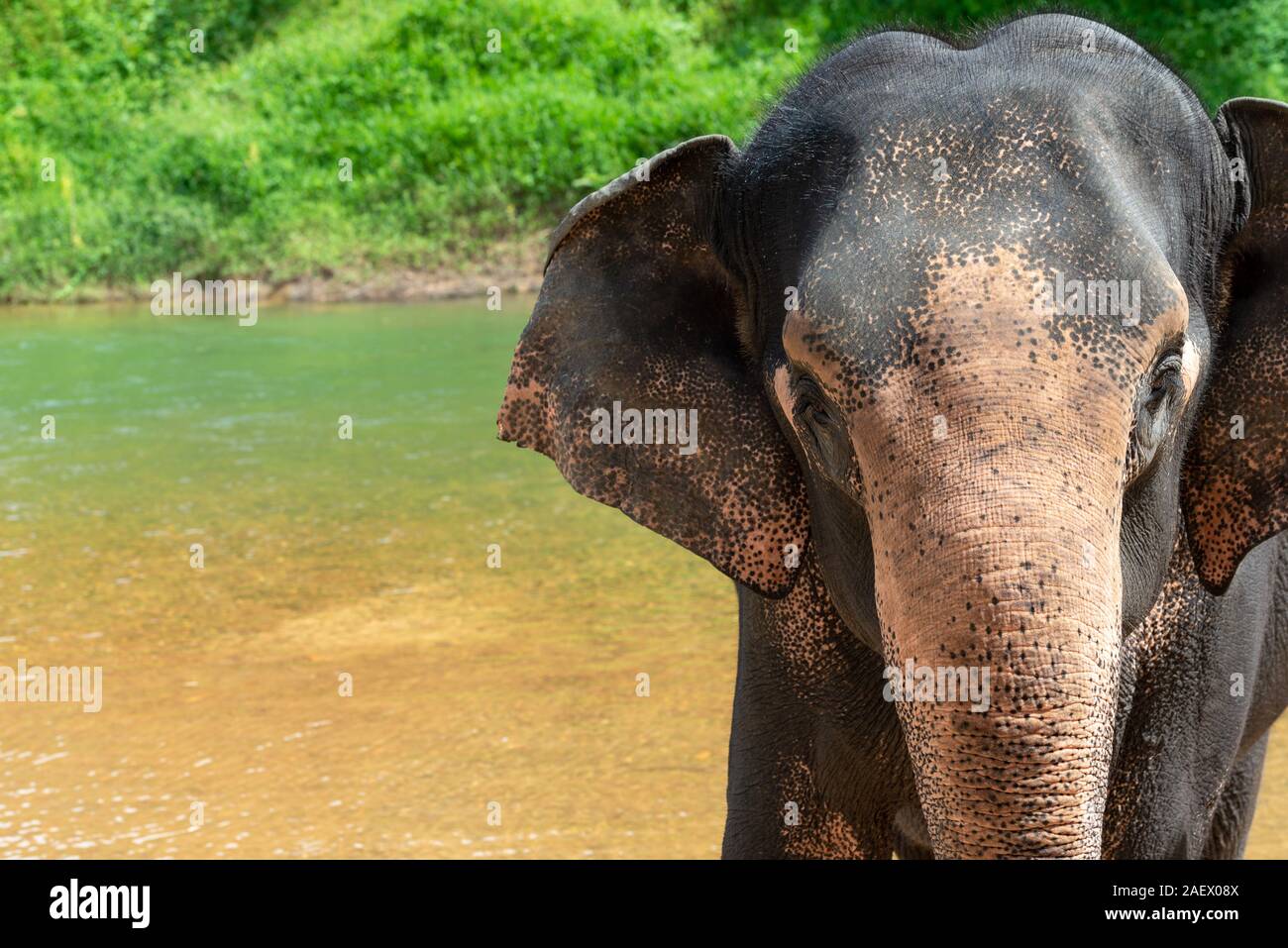 Large elephant stands hi-res stock photography and images - Alamy