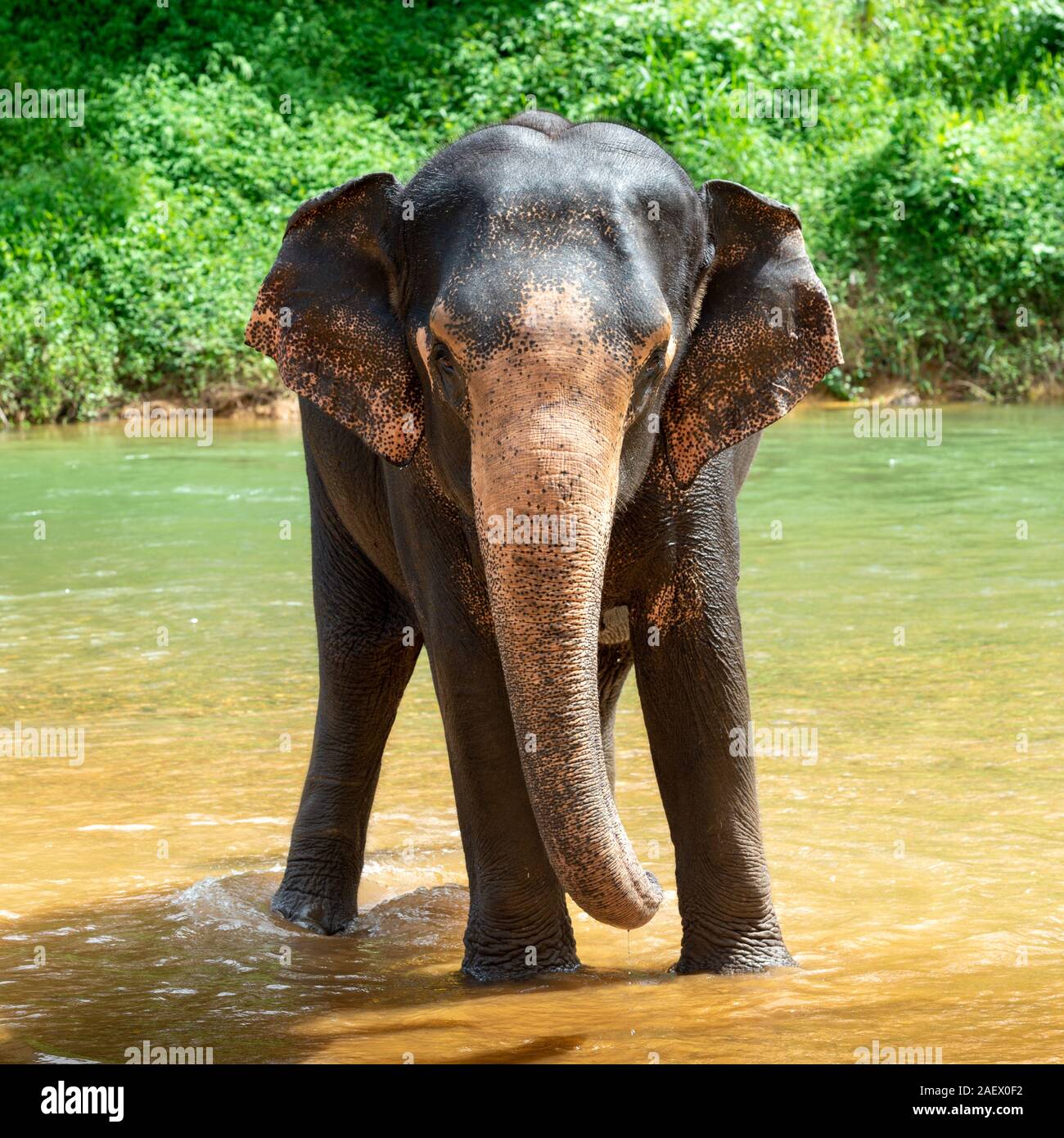 Big elephant big front hi-res stock photography and images - Alamy