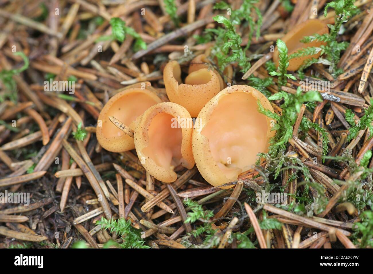 Rabbit ear fungus hi-res stock photography and images - Alamy