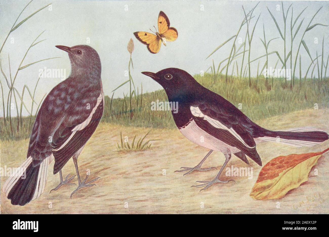 BIRDS OF INDIA. Indian Magpie-Robin Dayal (Copsychus saularis) 1924 old ...
