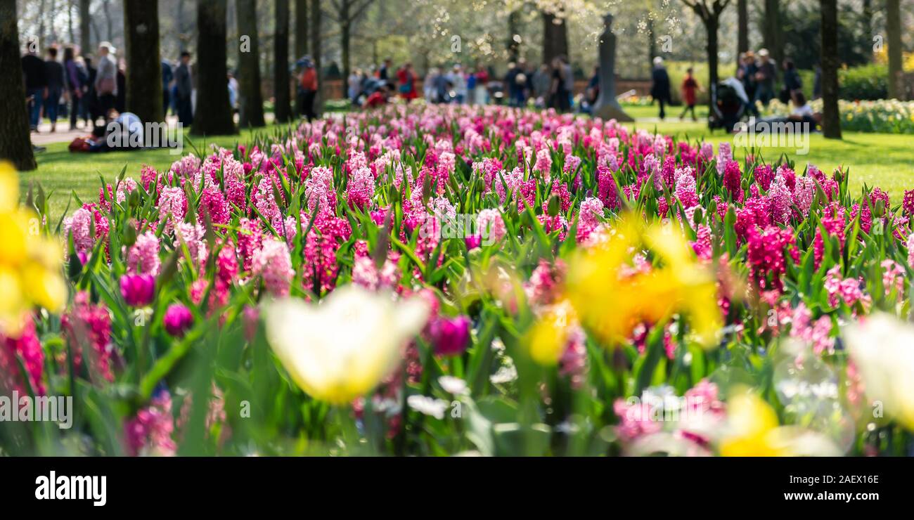One of the world's largest flower gardens in Lisse, the Netherlands ...
