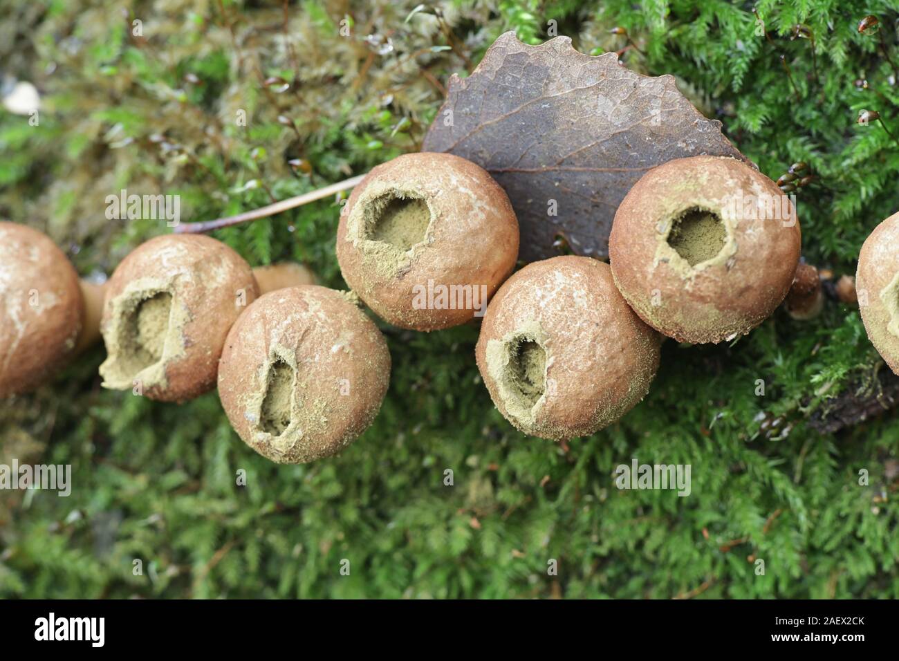 Lycoperdon pyriforme, known as the pear-shaped puffball or stump ...