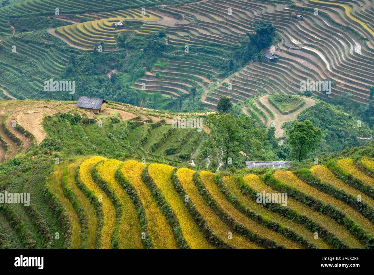Paddy rice terraces with ripe yellow rice. Agricultural fields in ...