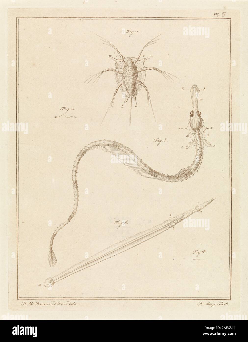 Arrowworm Species High Resolution Stock Photography and Images - Alamy