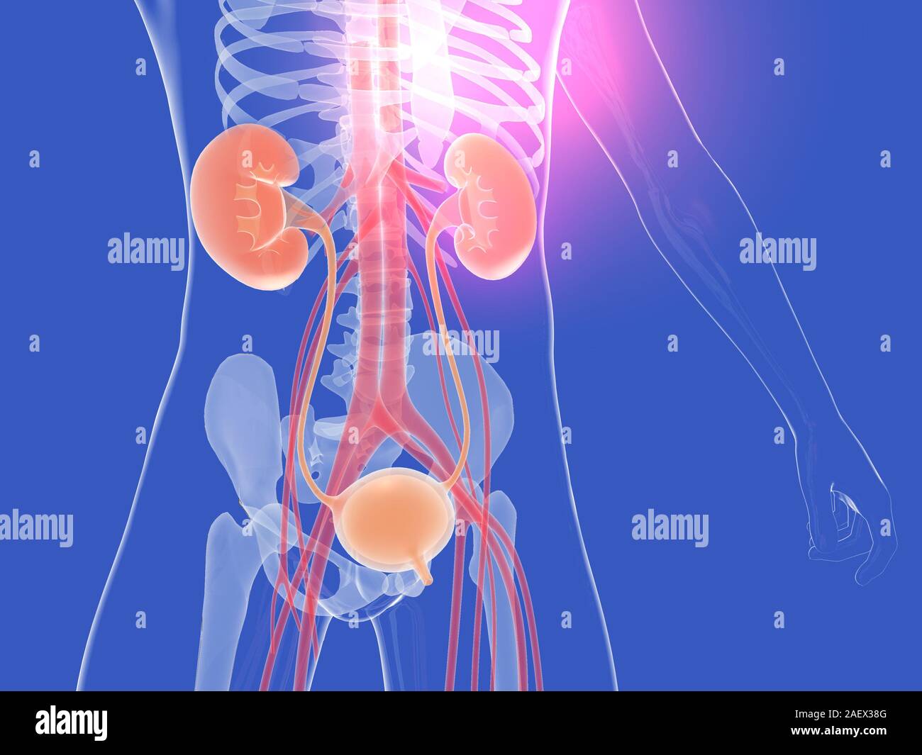 3D illustration of the inside of the human body, showing the organs ...