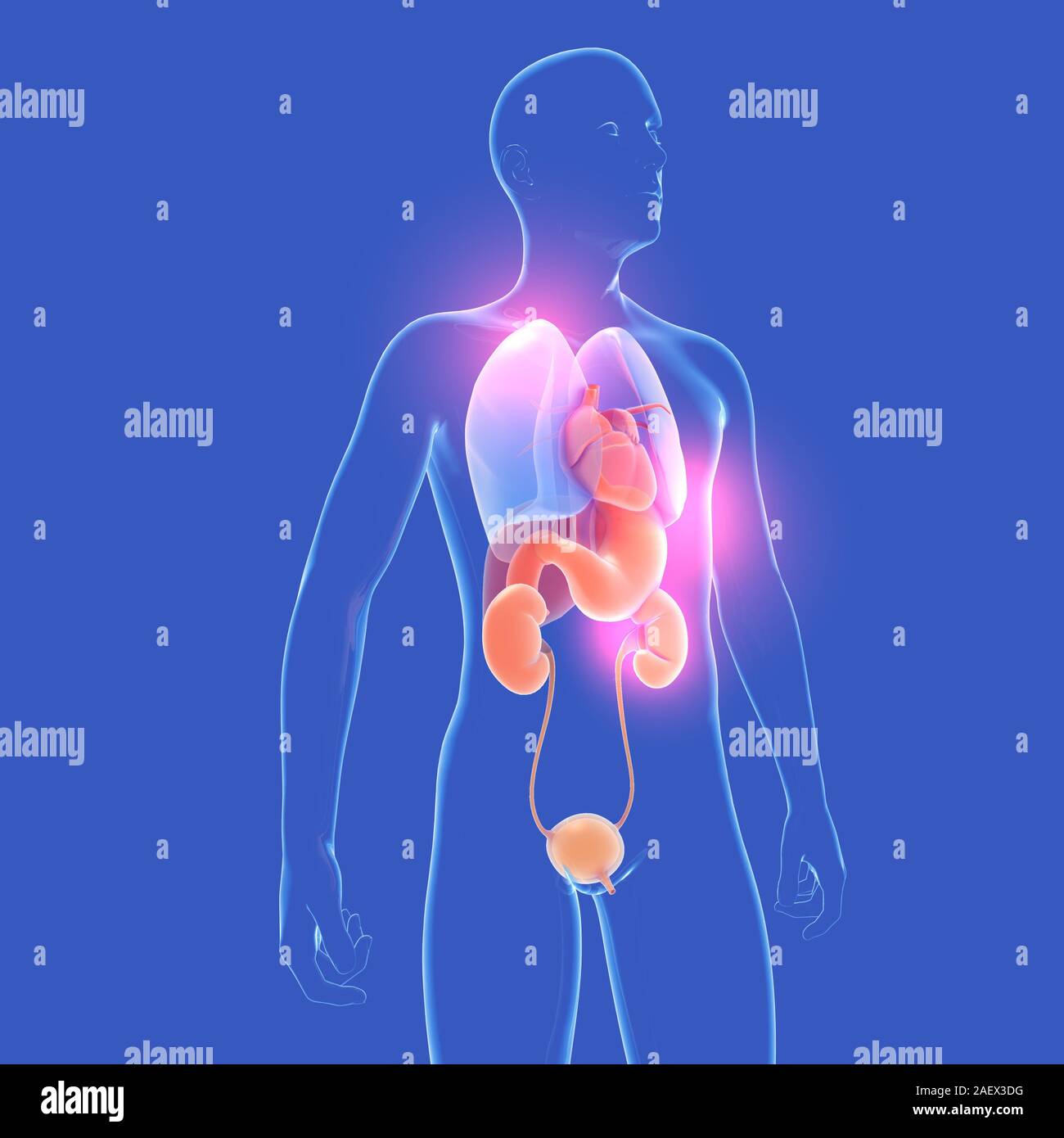 Human Anatomy Side View Organs