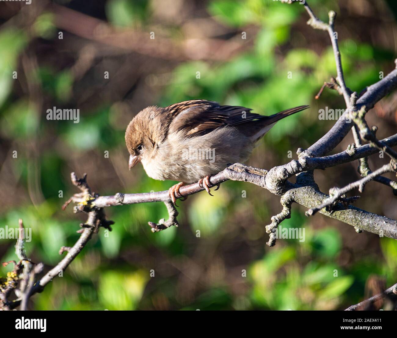 Juvenile Tree Sparrow High Resolution Stock Photography and Images - Alamy