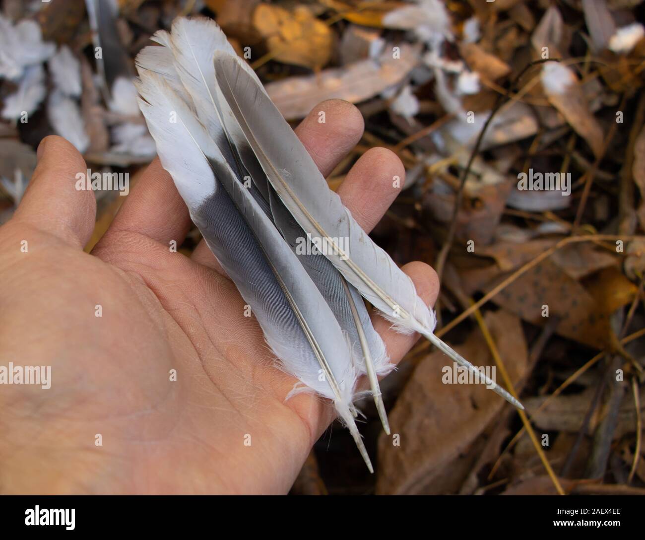 Bird's feathers in the human hand close up Stock Photo - Alamy