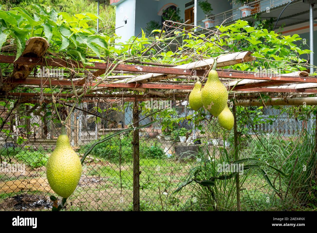 The green Gac fruit on bamboo truss. Fruits that are nutritious and ...