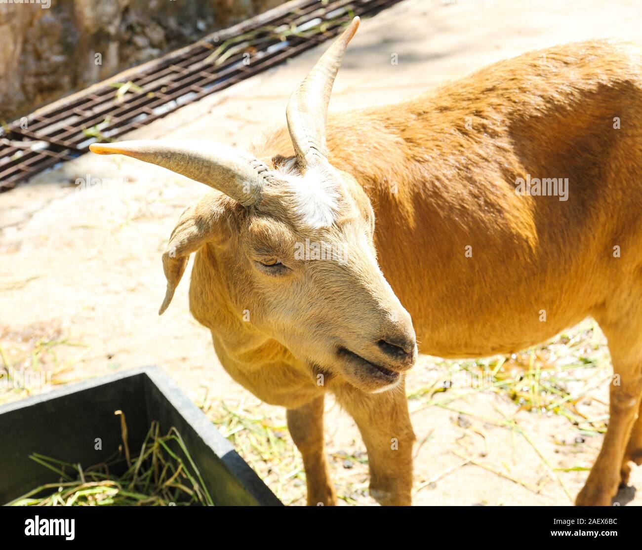 Goat in a zoo Stock Photo - Alamy