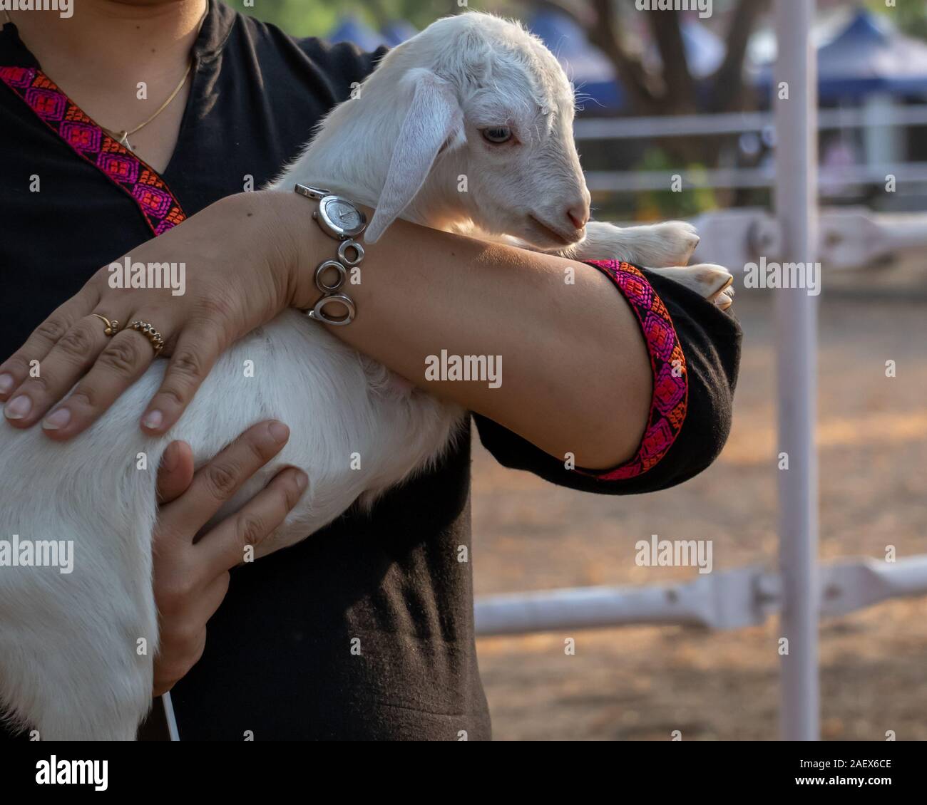 Young person with farm animals hi-res stock photography and images - Alamy