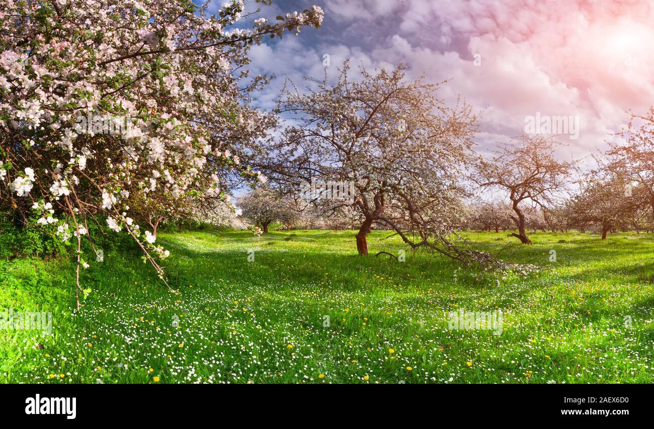 Colorful spring landscape in the apples garden Stock Photo - Alamy