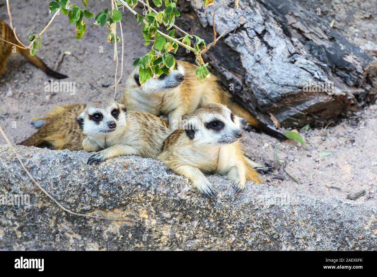 Meerkats in a zoo Stock Photo - Alamy