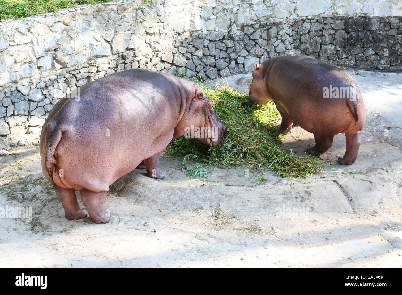 Feeding Hippopotamus in a zoo Stock Photo - Alamy