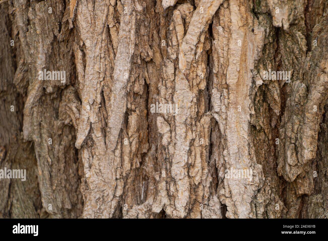 Elm bark texture background, old tree close up Stock Photo - Alamy