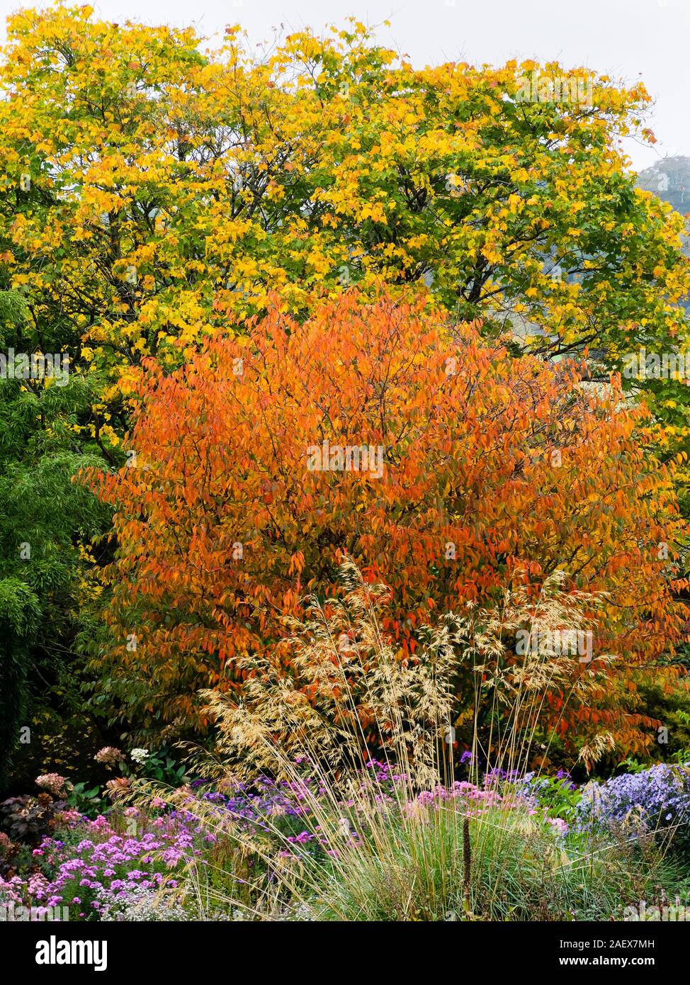 Orange autumn foliage of Prunus 'Okame' stands behind Stipa gigantea at ...