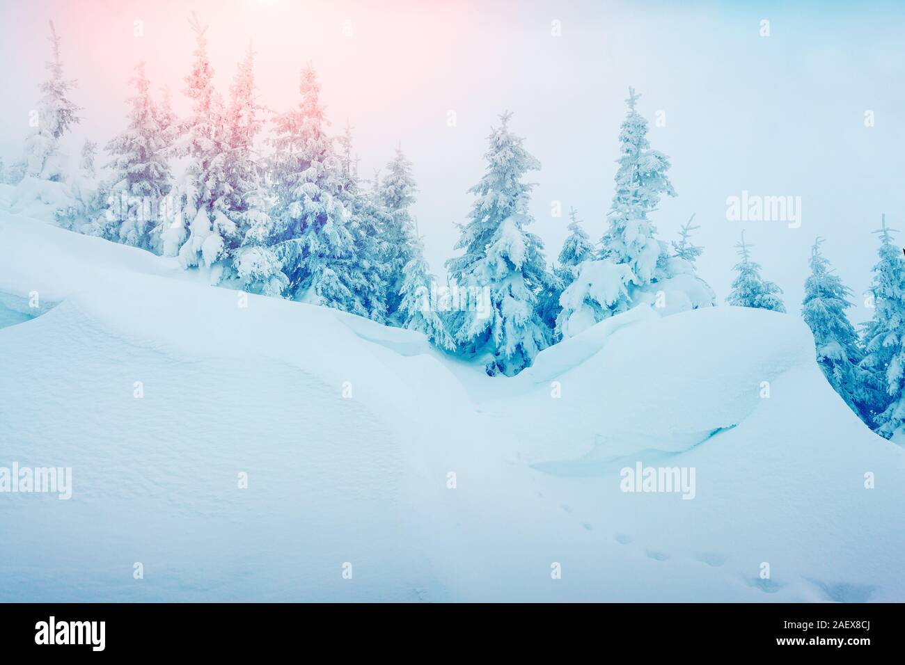 Foggy winter scene in the mountain forest. Instagram toning Stock Photo ...