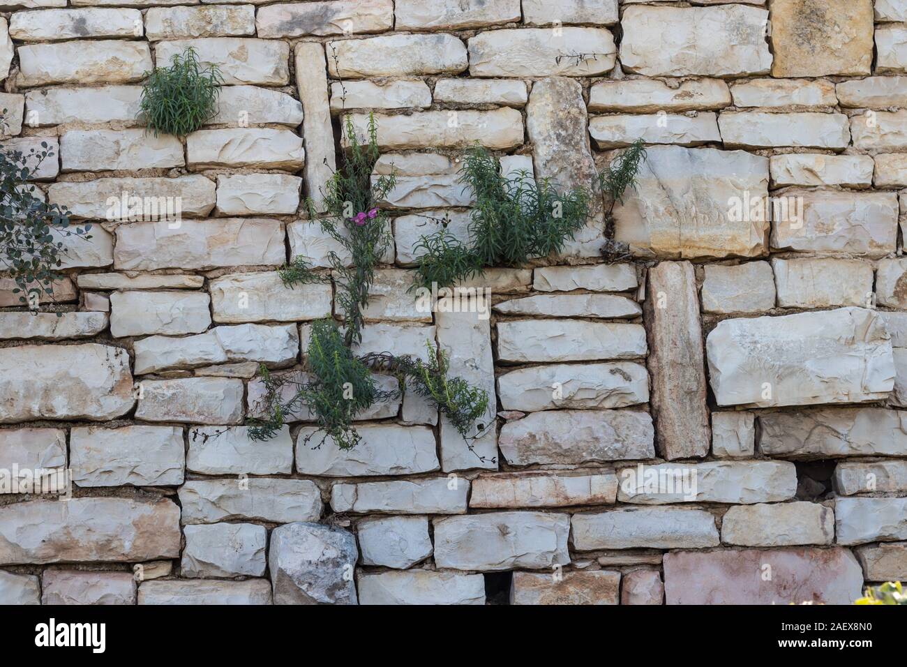 Stunning brick wall of Jerusalem stones in the beautiful garden near ...