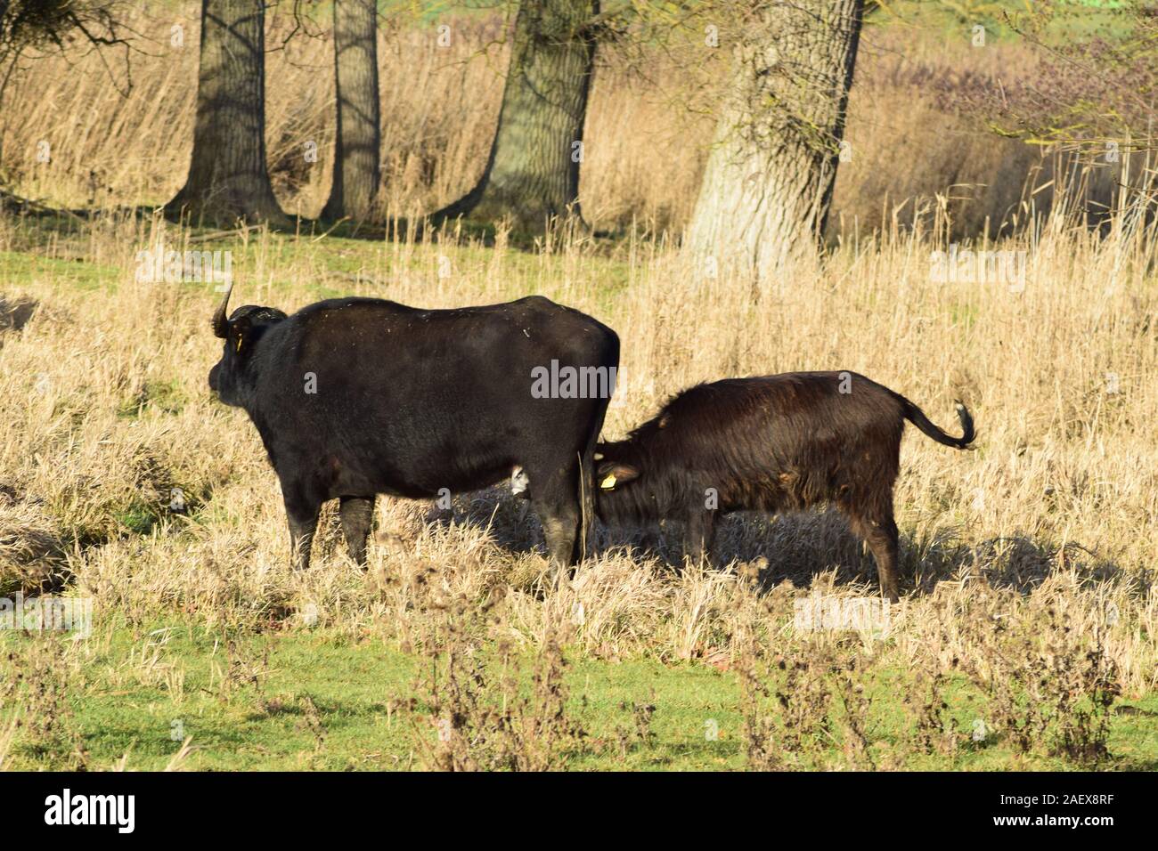 Swamp Cow High Resolution Stock Photography and Images - Alamy