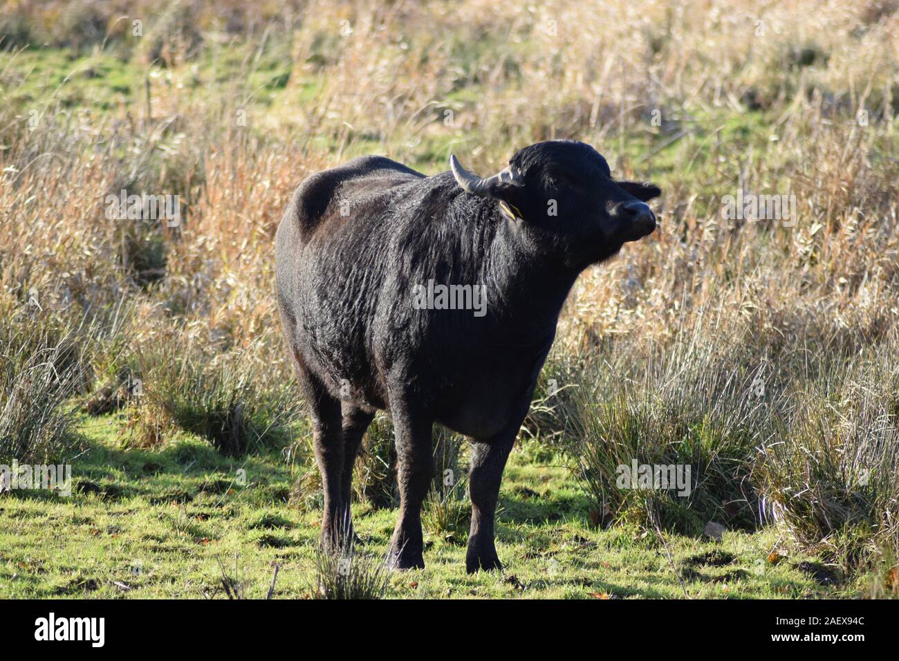 Swamp Cow High Resolution Stock Photography and Images - Alamy