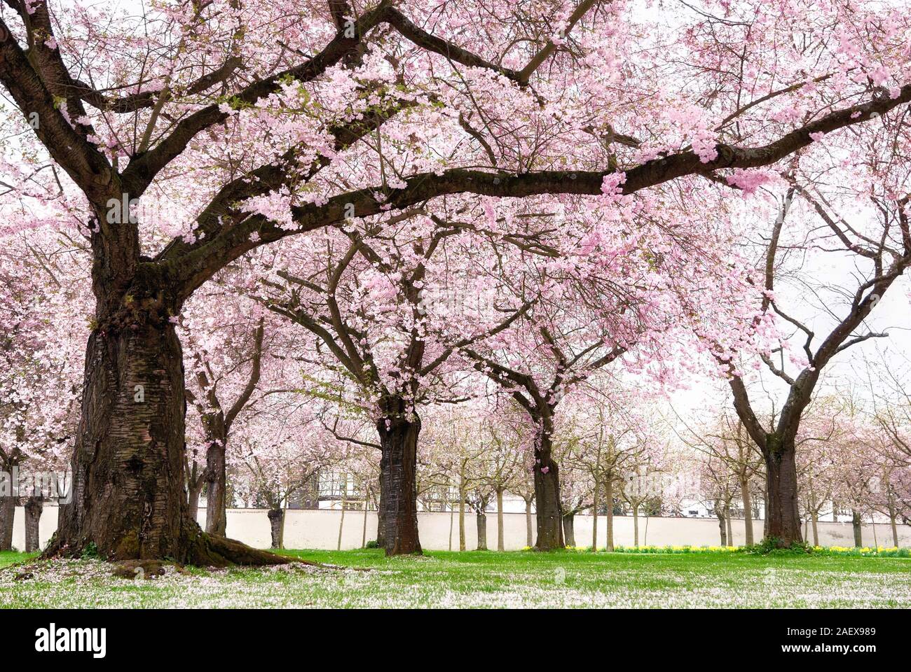 Blossoming cherry trees in an ornamental garden, pastel colors with ...
