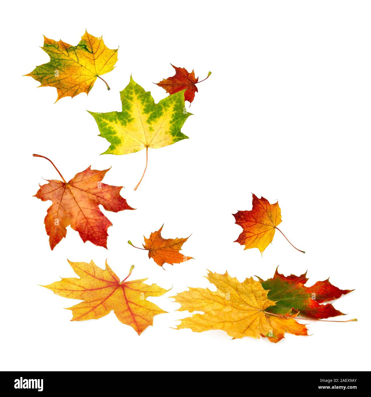 Multi-colored autumn leaves gently falling down, with white copy space ...