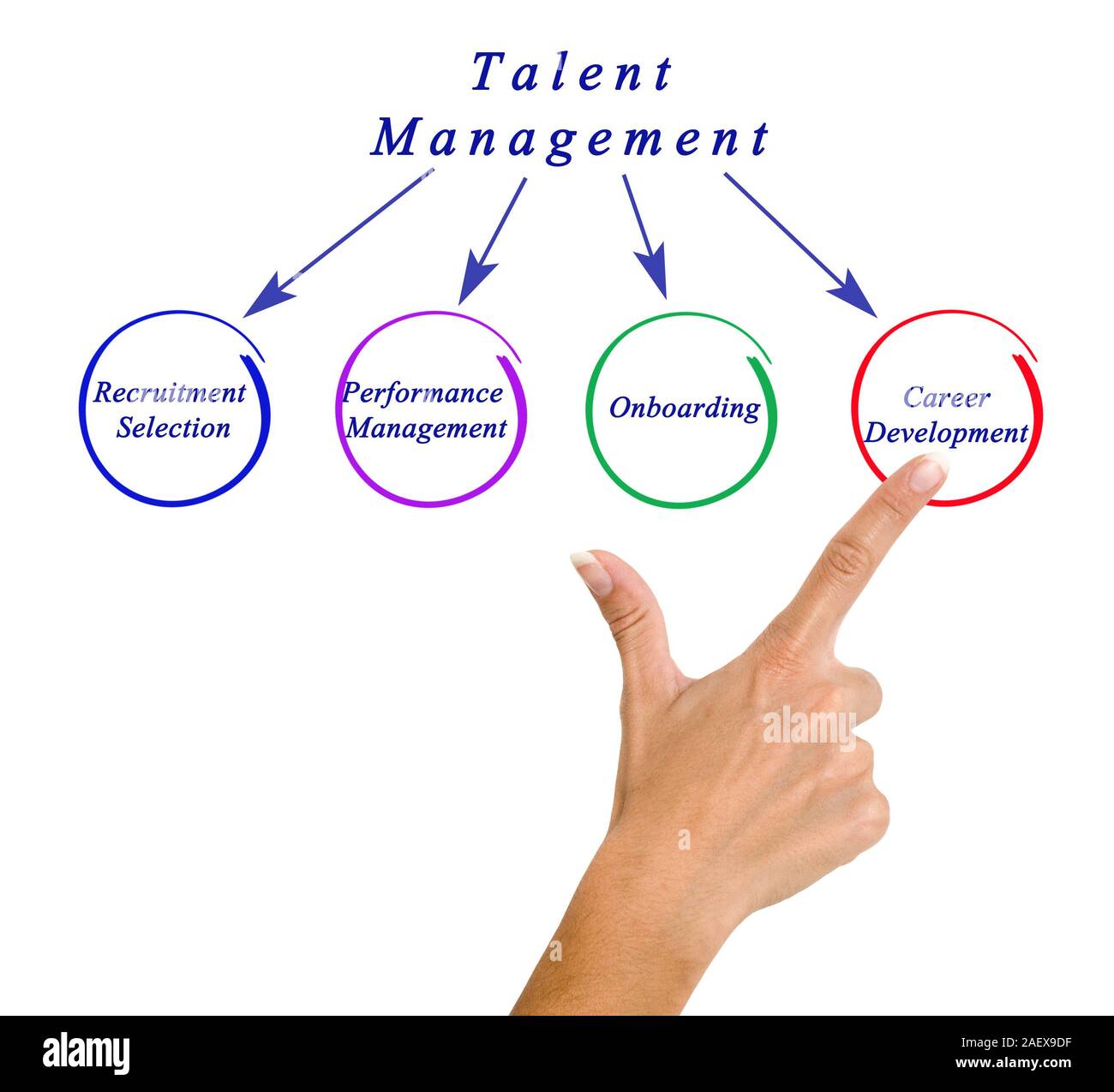 Diagram of Talent Management Stock Photo - Alamy