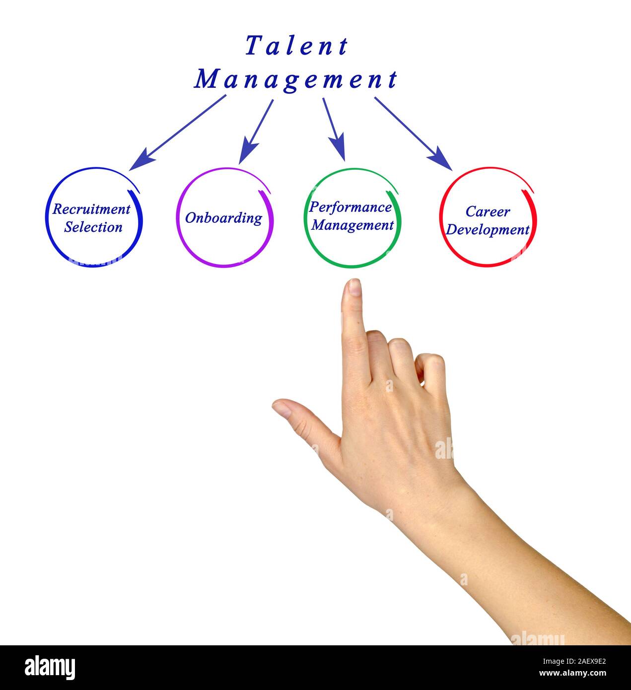 Diagram of Talent Management Stock Photo - Alamy