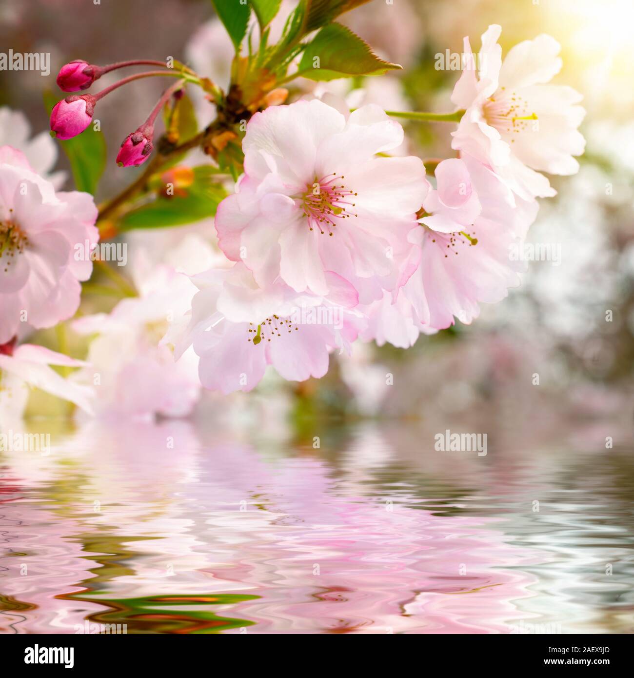 Cherry blossoms closeup with water underneath, showing their reflection ...