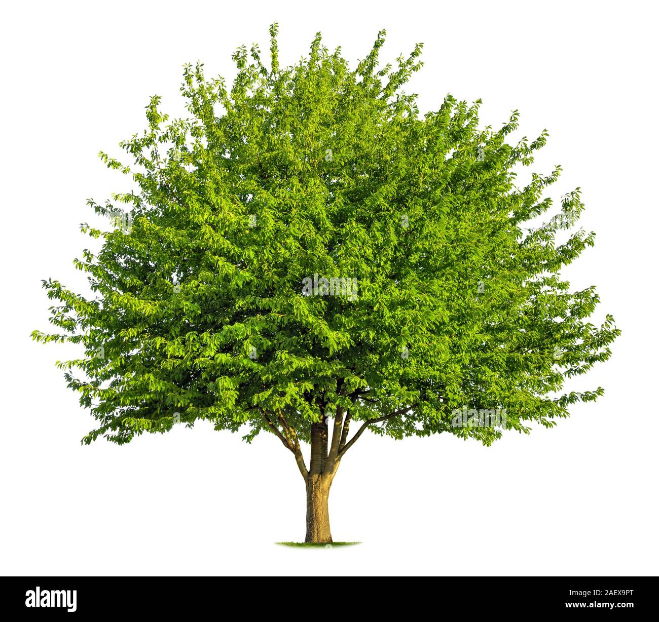Beautiful fresh green deciduous tree isolated on pure white background ...