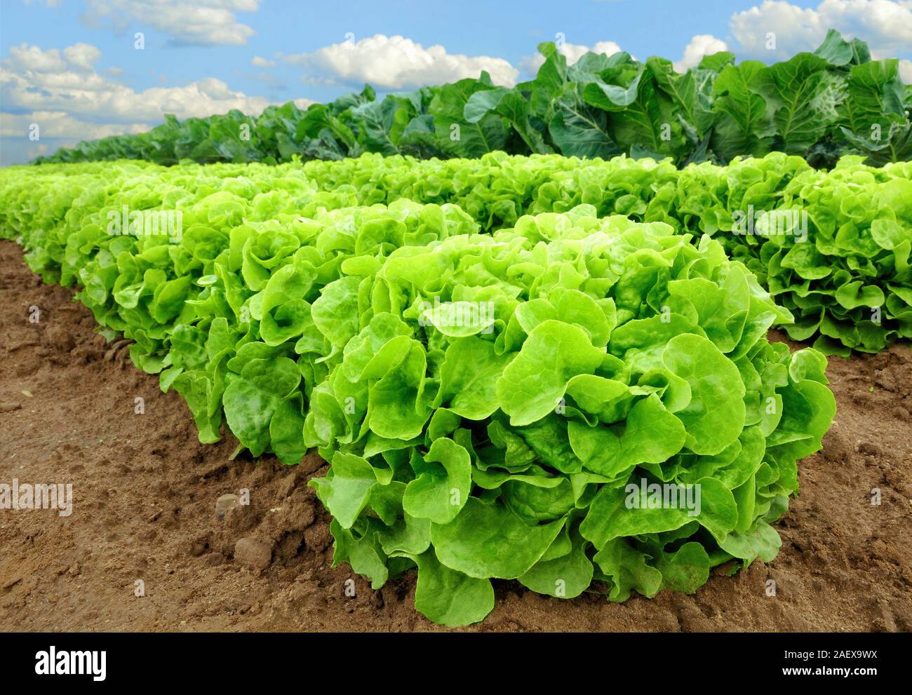 Rows of fresh lettuce plants on a fertile field, ready to be harvested ...