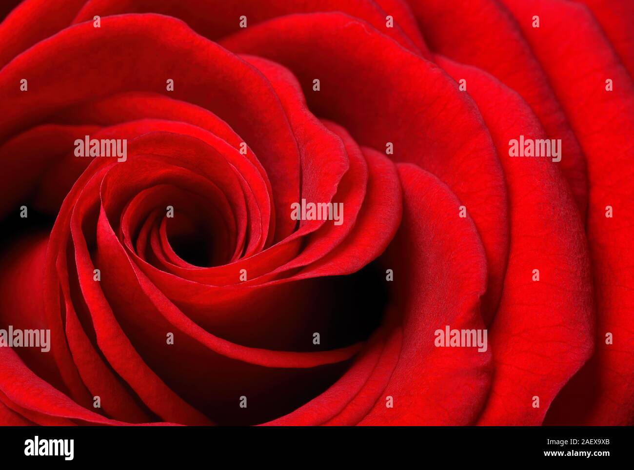 Studio closeup of a beautiful red rose, the symbol of beauty and love ...