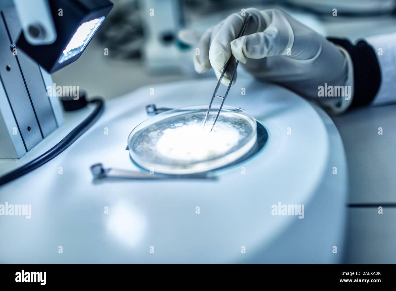 Scientist hand with forceps and microscope, closeup photography Stock ...