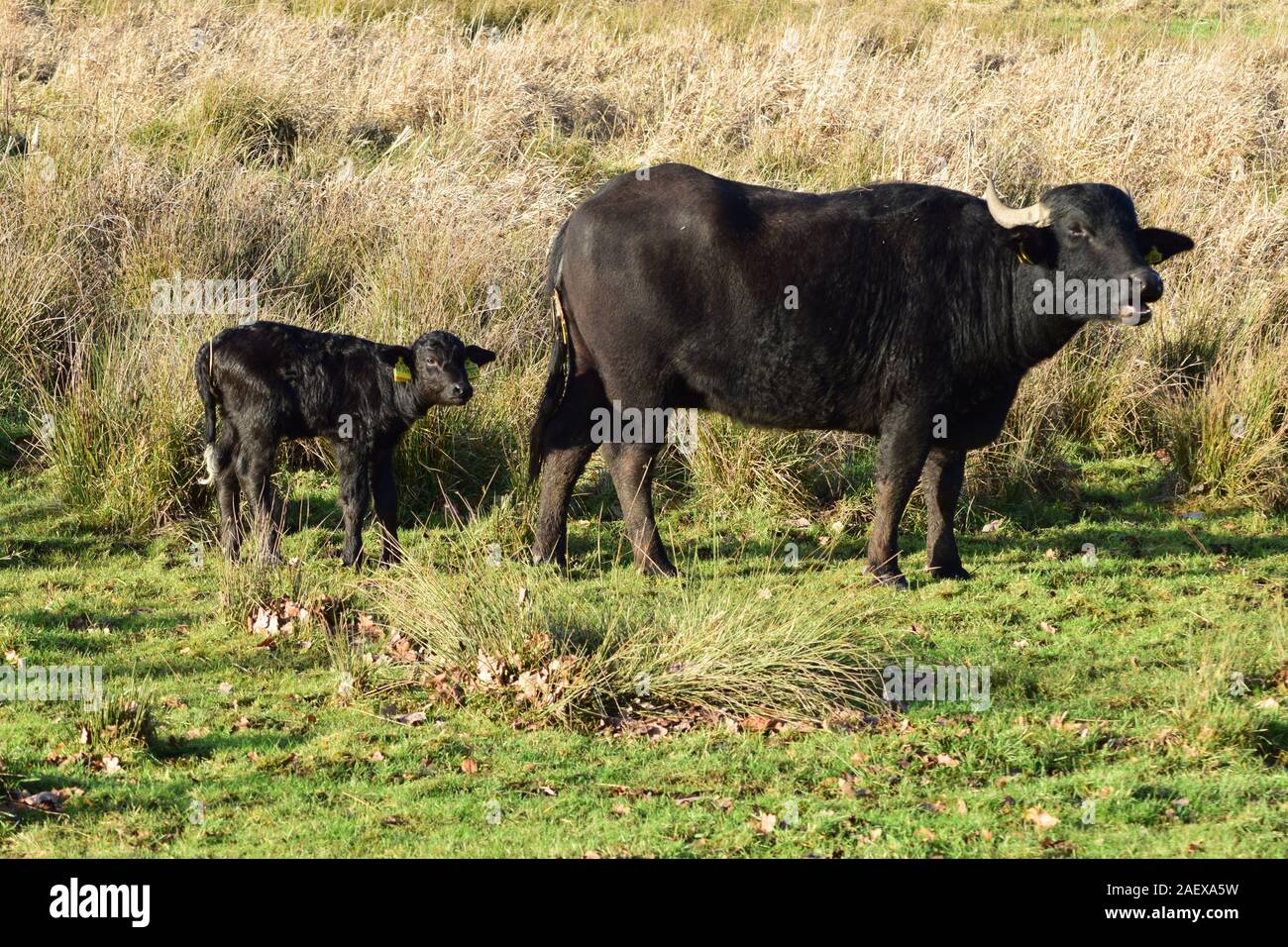 Swamp Cow High Resolution Stock Photography and Images - Alamy