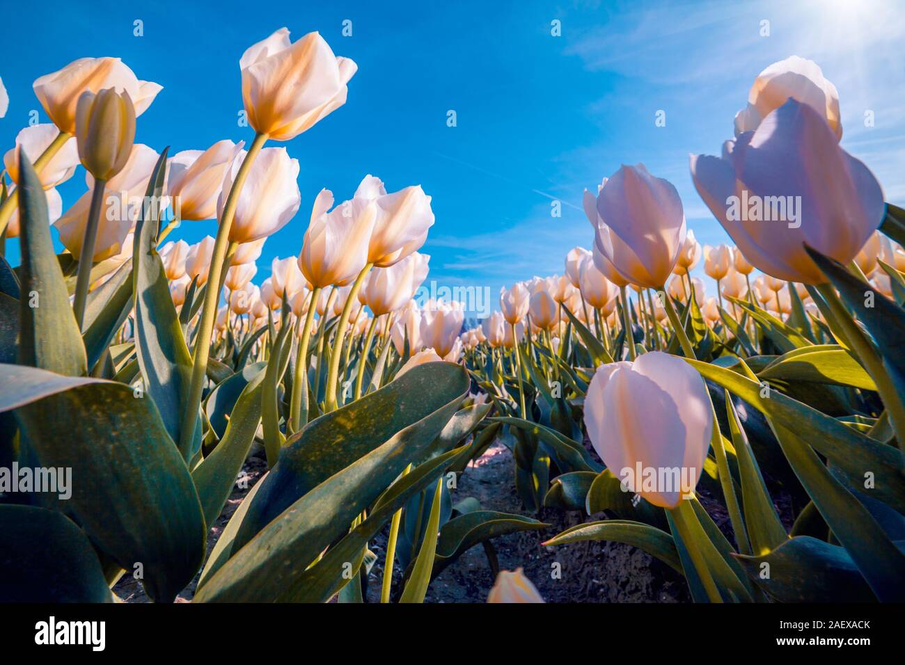 Springtime scene in the Netherlands. White flowers blooming on the ...