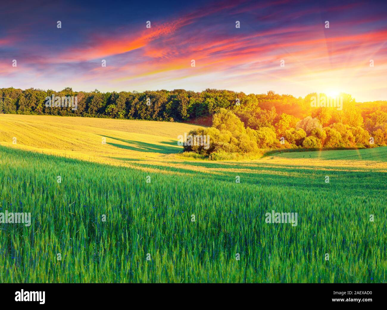 Colorful summer landscape with field of wheat Stock Photo - Alamy