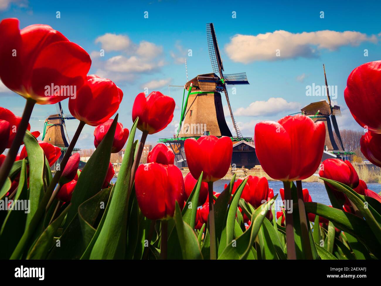 The famous Dutch windmills. Wiev through red tulips on the Netherlands ...