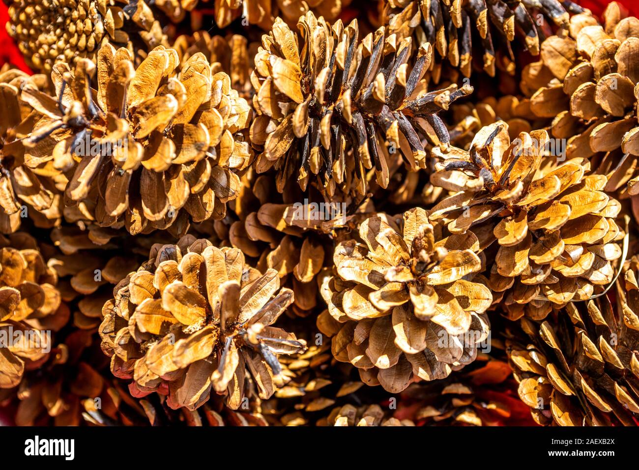 a pinecone, structure, background, daylight Stock Photo - Alamy