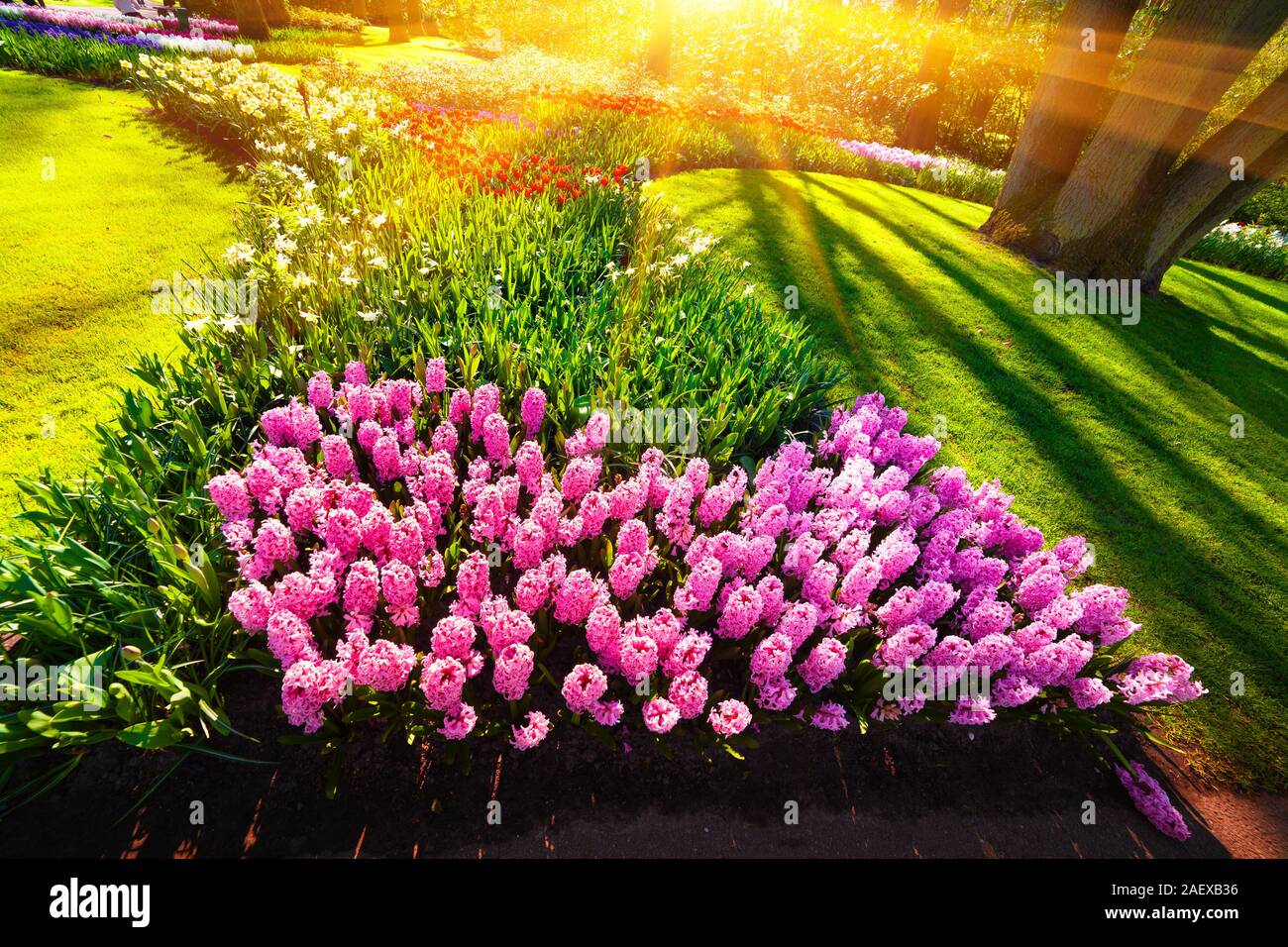 Sunrise in Keukenhof gardens. Beautiful outdoor scenery with red tulips ...