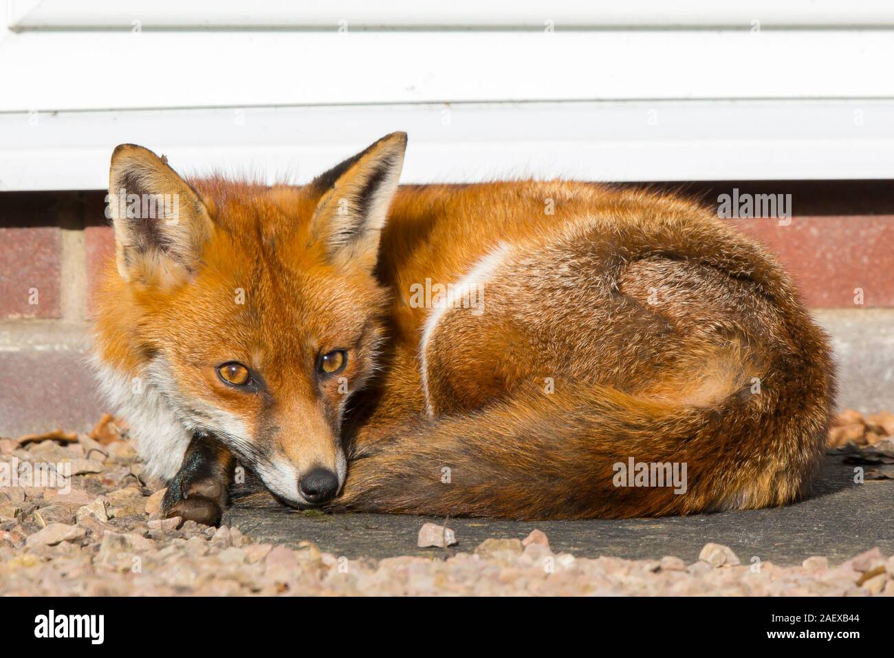 Fox lying down hi-res stock photography and images - Alamy