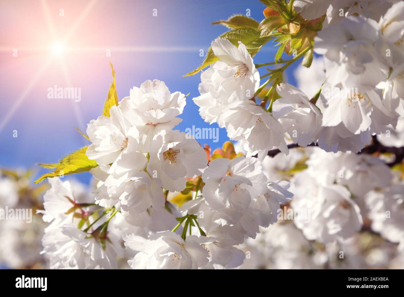Blooming sakura flowers on blue sky background in the Keukenhof park ...