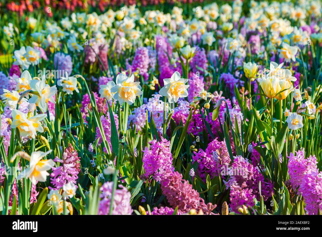 Colorful spring flowers in the Keukenhof park, used as backgroun ...